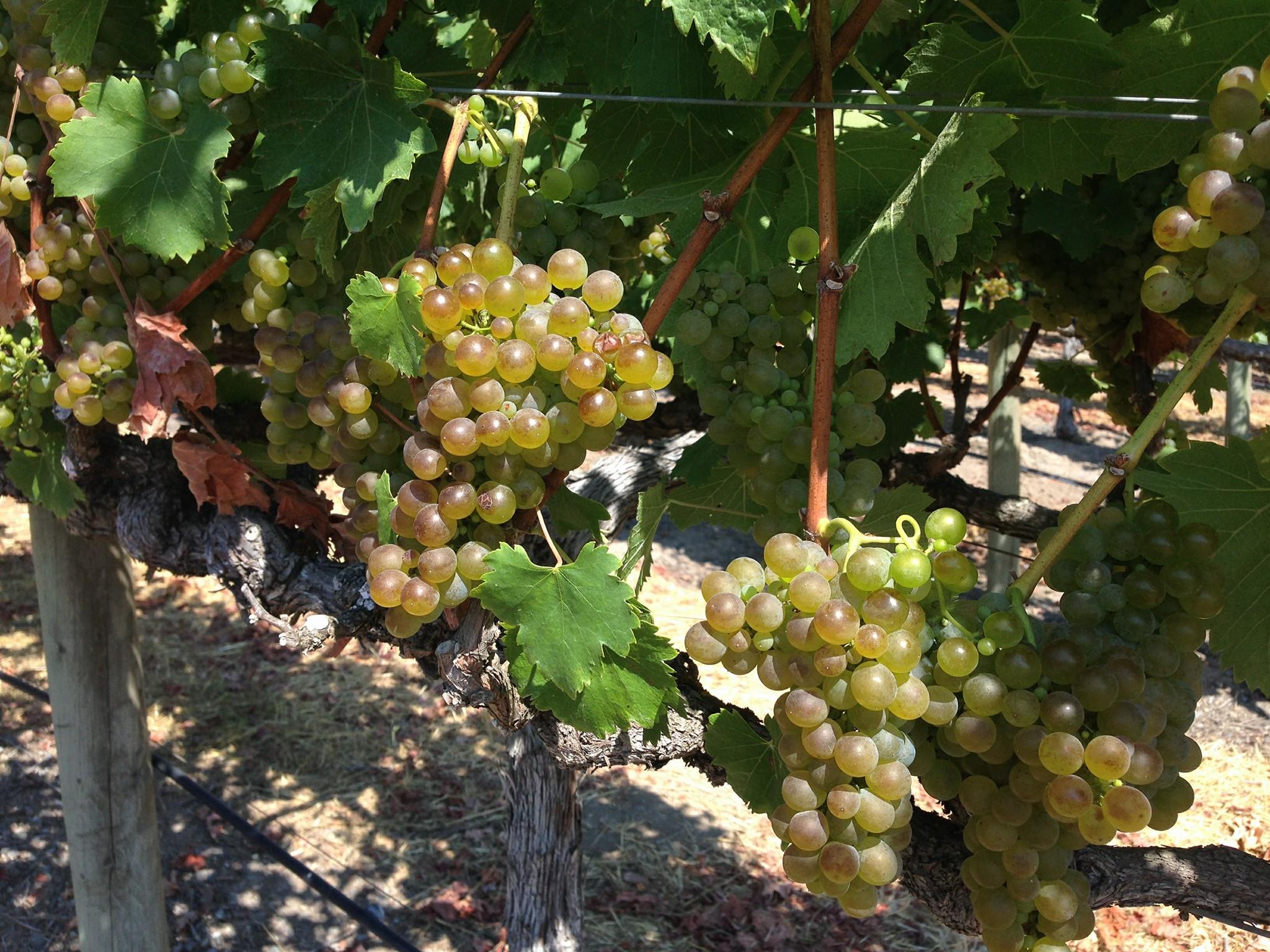 Premier Vineyard Partnerships at McKahn Wines in Napa Valley