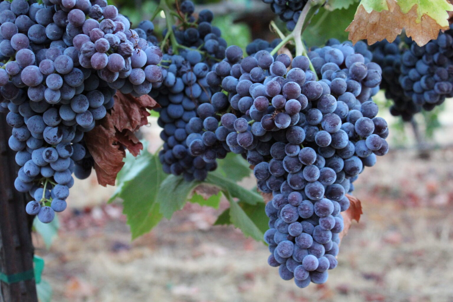 Welcome to McKahn Wines | Handcrafted Wines from Napa Valley